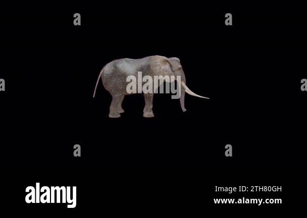 Realistic 3D Elephant animation on a transparent background Stock Video ...