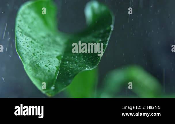 Nature after the rain. A drop of water falls from a large leaf in a ...