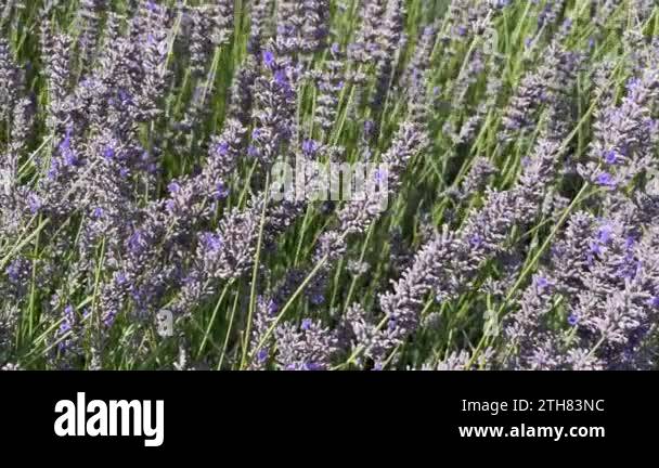 Lavandula with common name lavender is a genus of 47 known species of ...
