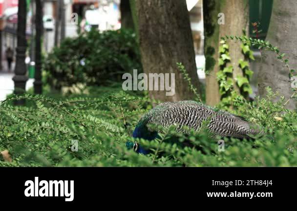 Zoo street Stock Videos & Footage - HD and 4K Video Clips - Alamy