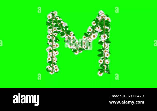 English alphabet M with daisy flowers on green screen background Stock ...