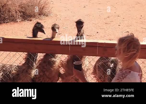 SLOW MOTION: Woman feeding Emus, Dromaius novaehollandiae. Emu is ...