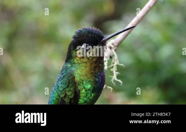 Costa Rica Hummingbird, Fiery Throated Hummingbird (panterpe insignis ...