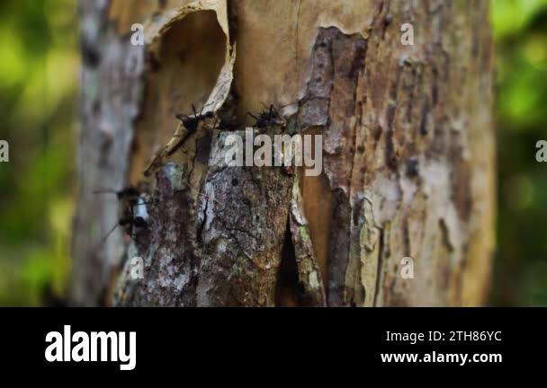 Ant family behind the peel of a tree. Observation of nature and ...