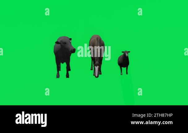 Horse cow sheep Stock Videos & Footage - HD and 4K Video Clips - Alamy