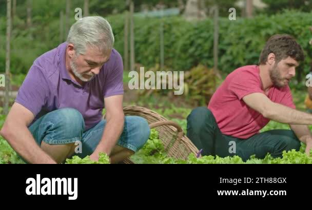 Father and adult son cultivating food at small organic farm. People ...