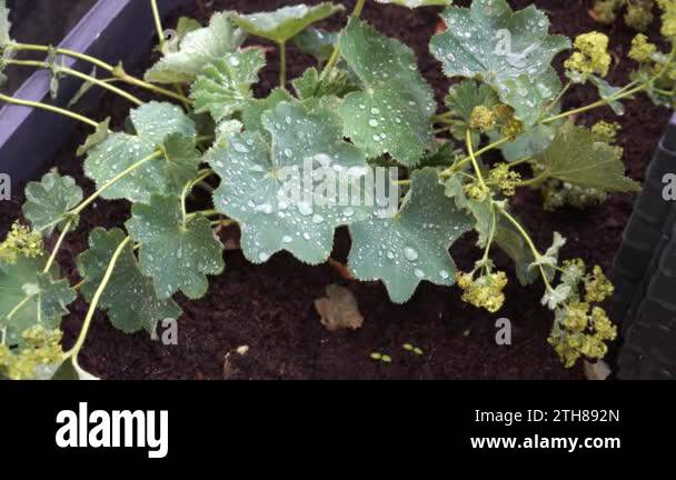 Ladys mantle rainwater Stock Videos & Footage - HD and 4K Video Clips ...