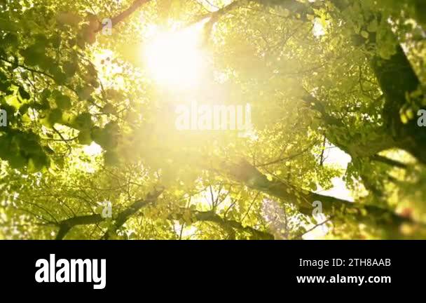 Sunlight through tree leaves Stock Videos & Footage - HD and 4K Video ...