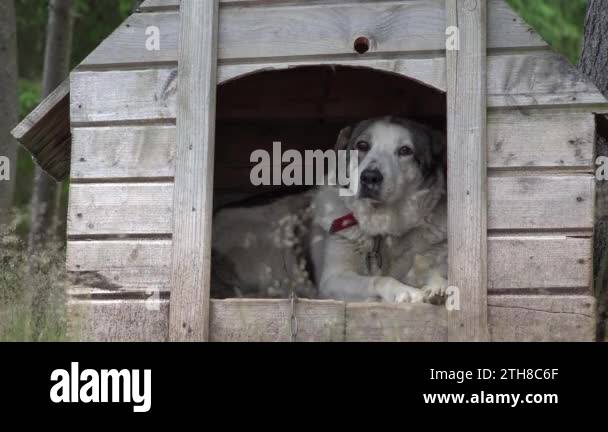 Dog in Chain Sitting in House, Guarding Animal Sheltering by Rain in ...