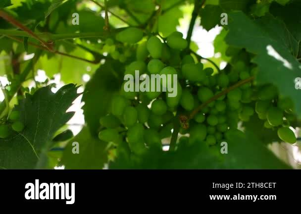 bunches of grapes. unripe grapes. vine and leaves. Green grapes ...