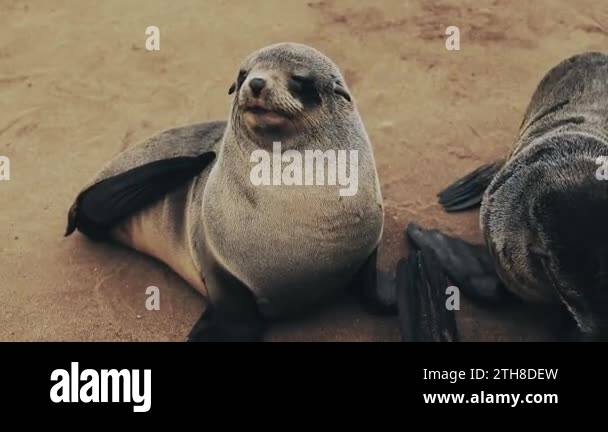 Lion island nature reserve Stock Videos & Footage - HD and 4K Video ...