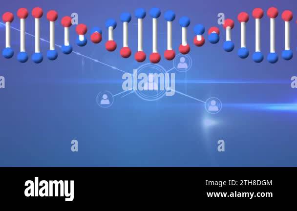 Animation of graphical dna helix rotating over profile icons interconnecting with lines ...