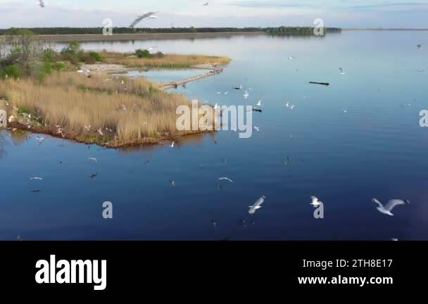 Flight above epic large flock of birds flying over blue lake in natural ...