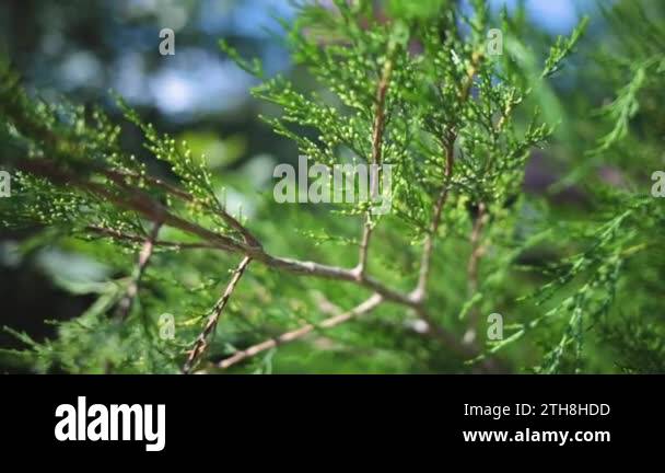 White spruce native tree Stock Videos & Footage - HD and 4K Video Clips ...
