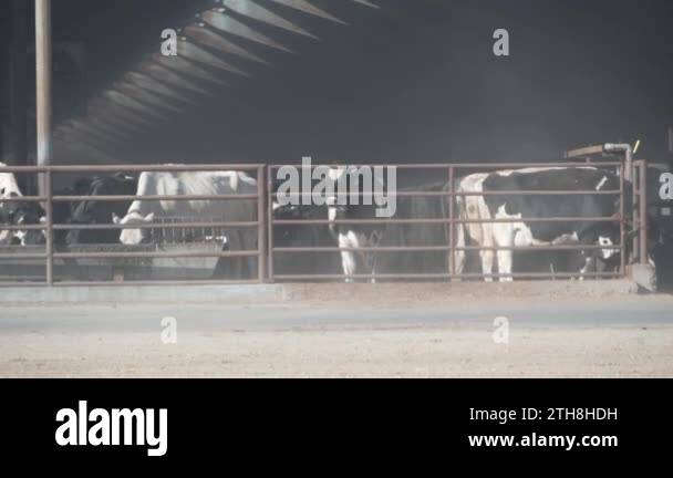 Row of holstein cows on dairy farm, commercial livestock industry, milk ...
