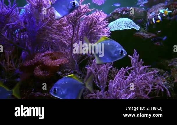 Butter bream Stock Videos & Footage - HD and 4K Video Clips - Alamy