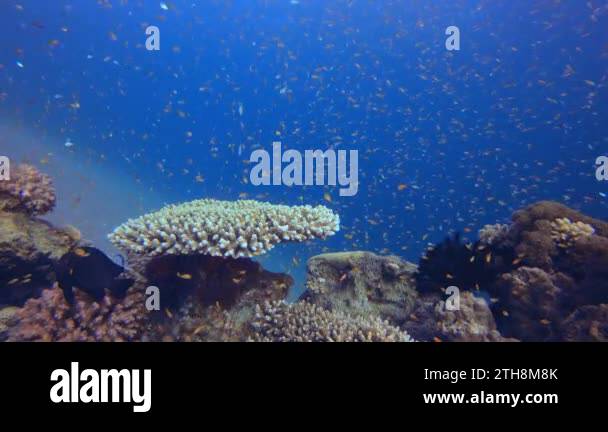 Tropical Coral Underwater Garden Life. Underwater happy orange fish ...