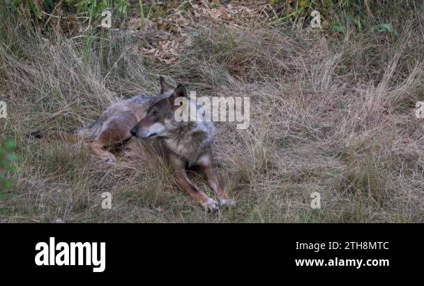 Italian wolf, Canis Lupus Italicus, unique subspecies of the indigenous ...