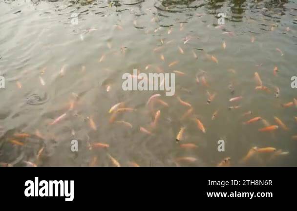 Fresh water pond for fish cultivation and development contains lots of ...