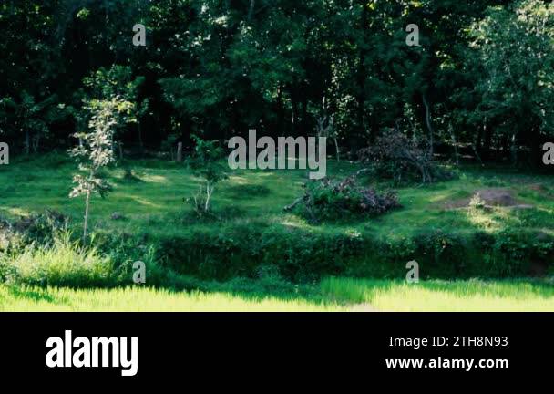 Small insects fly above a growing rice paddy. Peaceful outdoor scene ...