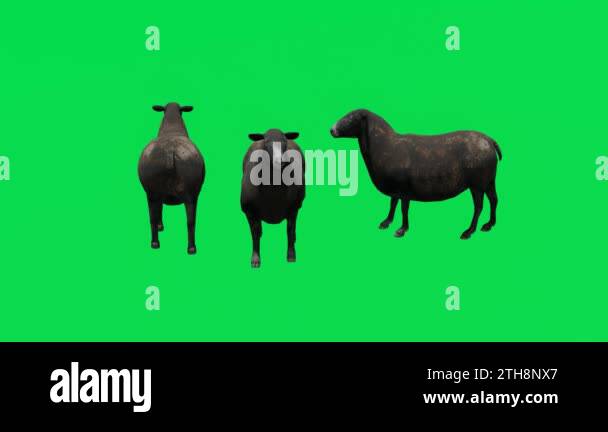 3D animation three brown domestic sheep green screen eating and walking ...