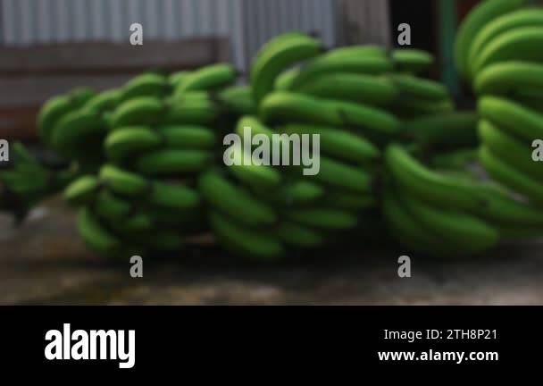 Bananas in colombia Stock Videos & Footage - HD and 4K Video Clips - Alamy