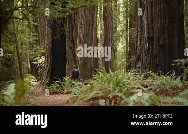 Redwood tree sequoioideae sequoia Stock Videos & Footage - HD and 4K ... Redwood tree sequoioideae sequoia Stock Videos & Footage - HD and 4K ...