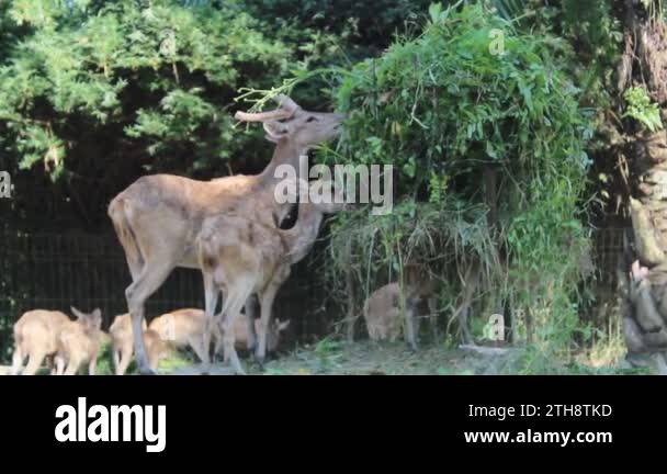 Zoo staff Stock Videos & Footage - HD and 4K Video Clips - Alamy