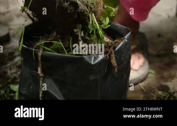 Gardener's hands sorting and chopping piles of branches, leaves and ...