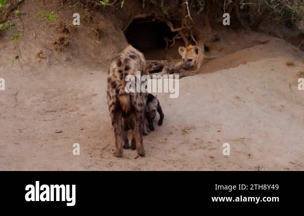 Two hyena cubs sliding under the belly of their mother outside a burrow ...