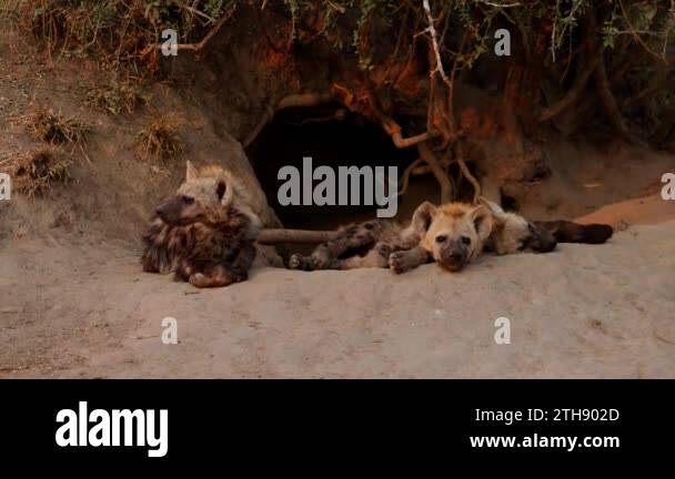 Two hyena cubs staring at the camera in slow motion while resting ...
