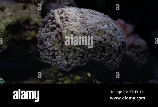 Coral reef micro life Stock Videos & Footage - HD and 4K Video Clips ...