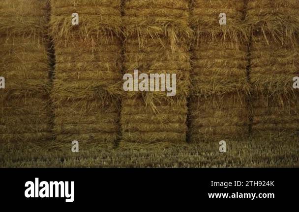 Pile of cereal crop Stock Videos & Footage - HD and 4K Video Clips - Alamy