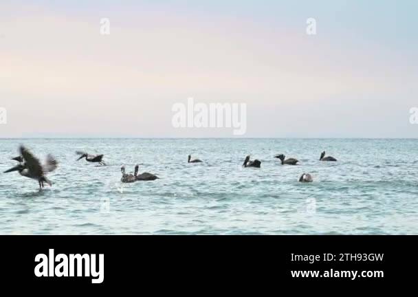 Large sea birds in flight Stock Videos & Footage - HD and 4K Video ...