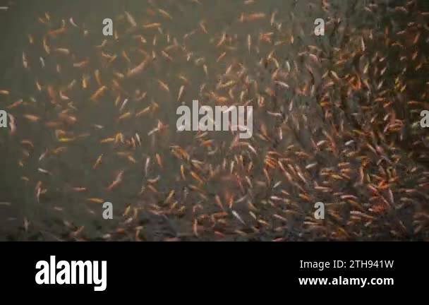 Fresh water pond for fish cultivation and development contains lots of ...