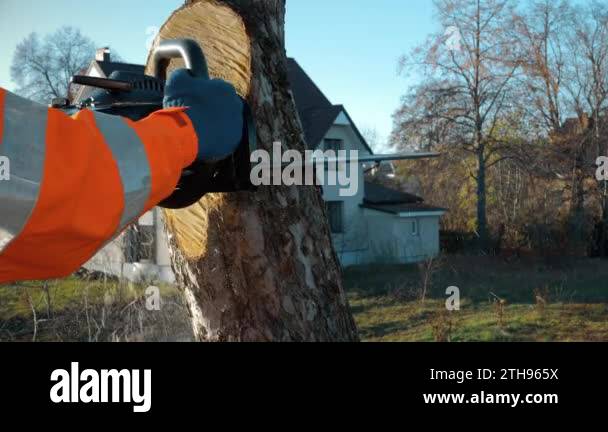 Sawing trees with a chainsaw at height. Arborist cutting tree trunk ...