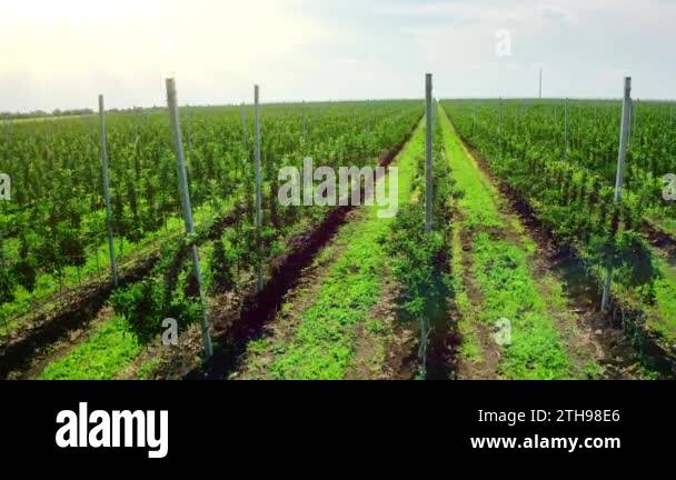 Planting fruit trees from a birds eye view. Young seedlings of fruit ...