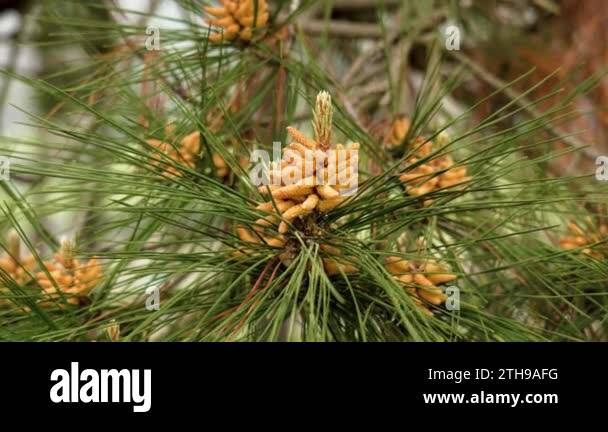 Male pine tree flower pine Stock Videos & Footage - HD and 4K Video ...