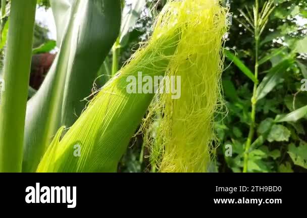 Corn cobs in the plant. Corn Maize Agriculture Nature Field. Green corn ...