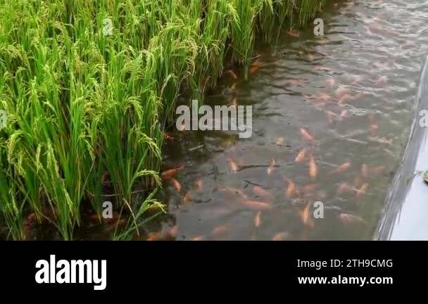 The mina padi cultivation system, which was started to be developed by ...