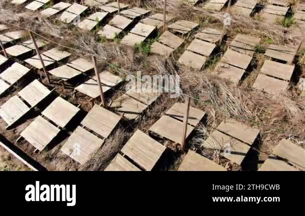 Rows of wooden decks for snail breeding in sunshine outdoors. Drone ...