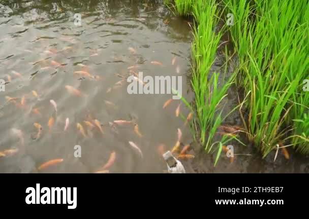 The mina padi cultivation system, which was started to be developed by ...