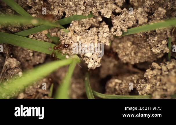 Top down static shot of a disturbed fire ant mound, many blades of ...