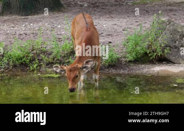 Banteng, Bos javanicus or Red Bull. It is a type of wild cattle But ...
