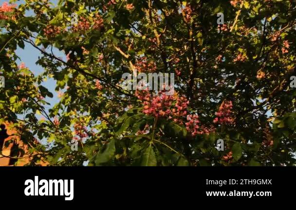 Jesus Christ on the wood cross in blooming chestnut trees on blue sky ...