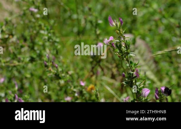Spiny Restharrow in natural ambient (Ononis spinosa Stock Video Footage ...