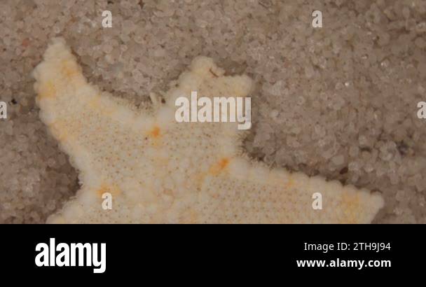 Sea star shells Stock Videos & Footage - HD and 4K Video Clips - Alamy