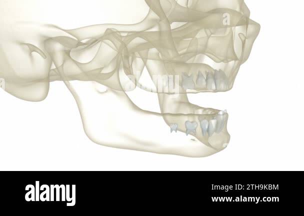 Primary teeth illustration Stock Videos & Footage - HD and 4K Video ...