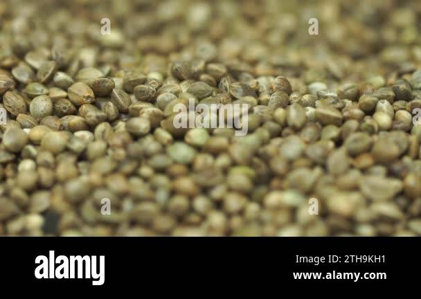 Numerous cannabis seeds were poured into heaps..Heaps of cannabis seeds ...