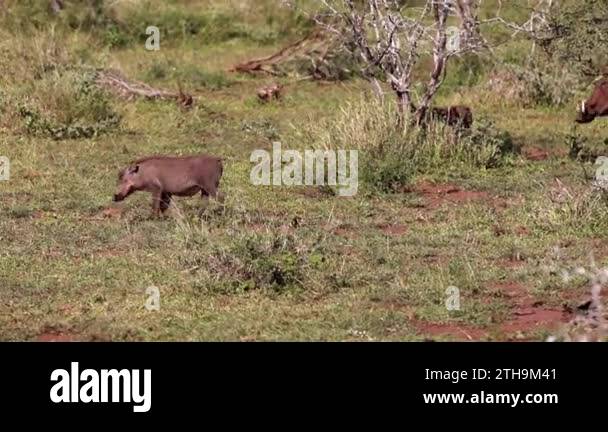 Warthogs enjoying the wildlife of the African savannah in the Kruger ...
